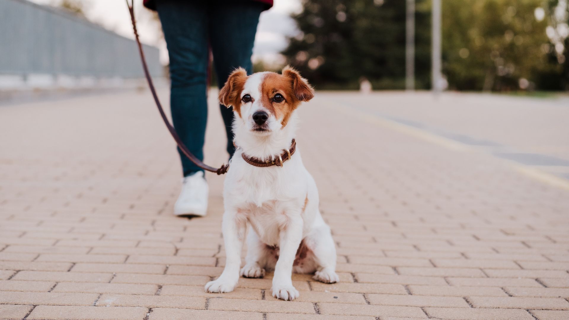 New Client Form | Pack And Clowder Vets