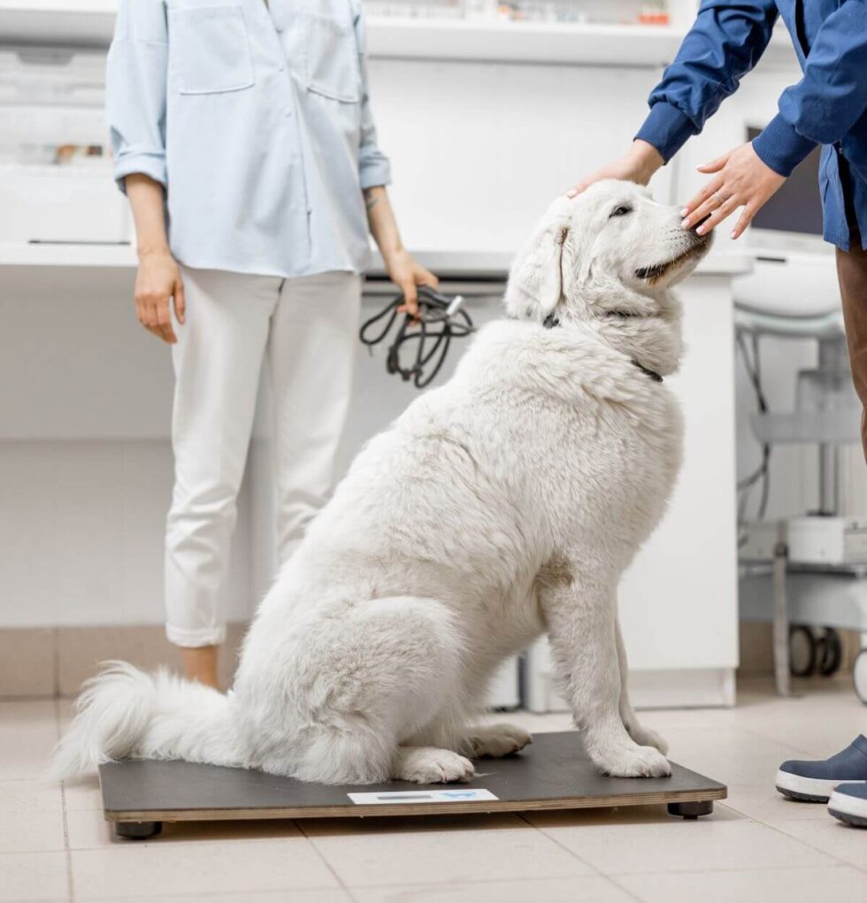 Pet Outdoor Consults In Fremantle, WA | Pack & Clowder Vets