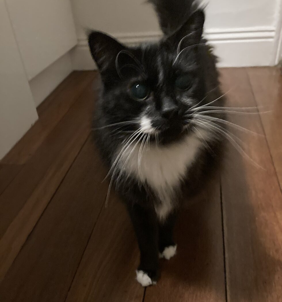 Pet Valet Service In Fremantle, WA | Pack And Clowder Vets